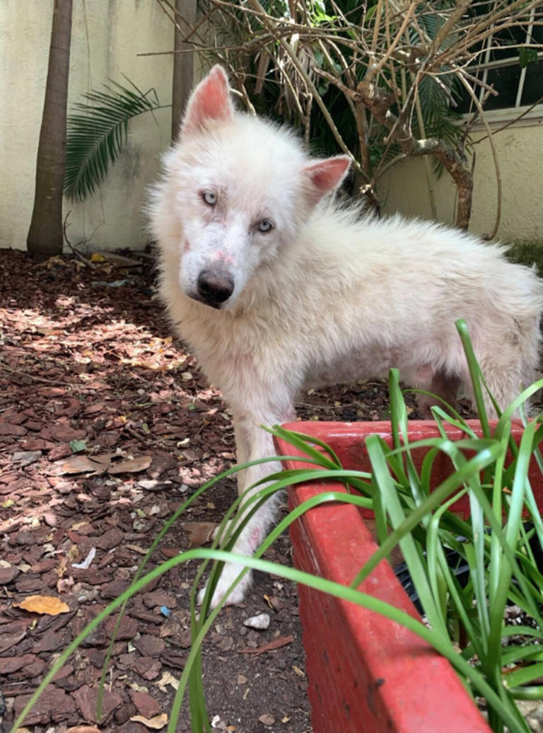 'Chupacabra' Lived Under A Car For Years Before A Hero Changed His Life