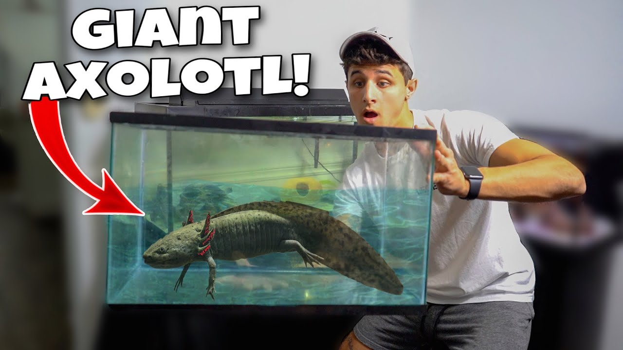 BUYING THE WORLDS LARGEST AXOLOTL!!