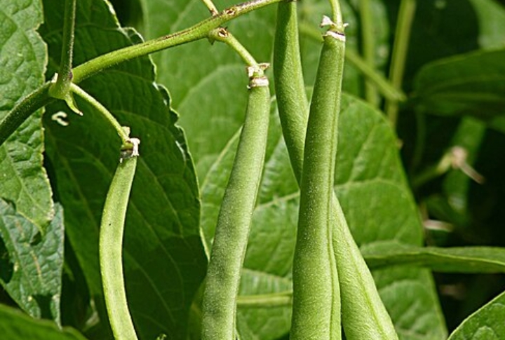 10 Vertical Garden Crops That Let You Grow More In Less Space