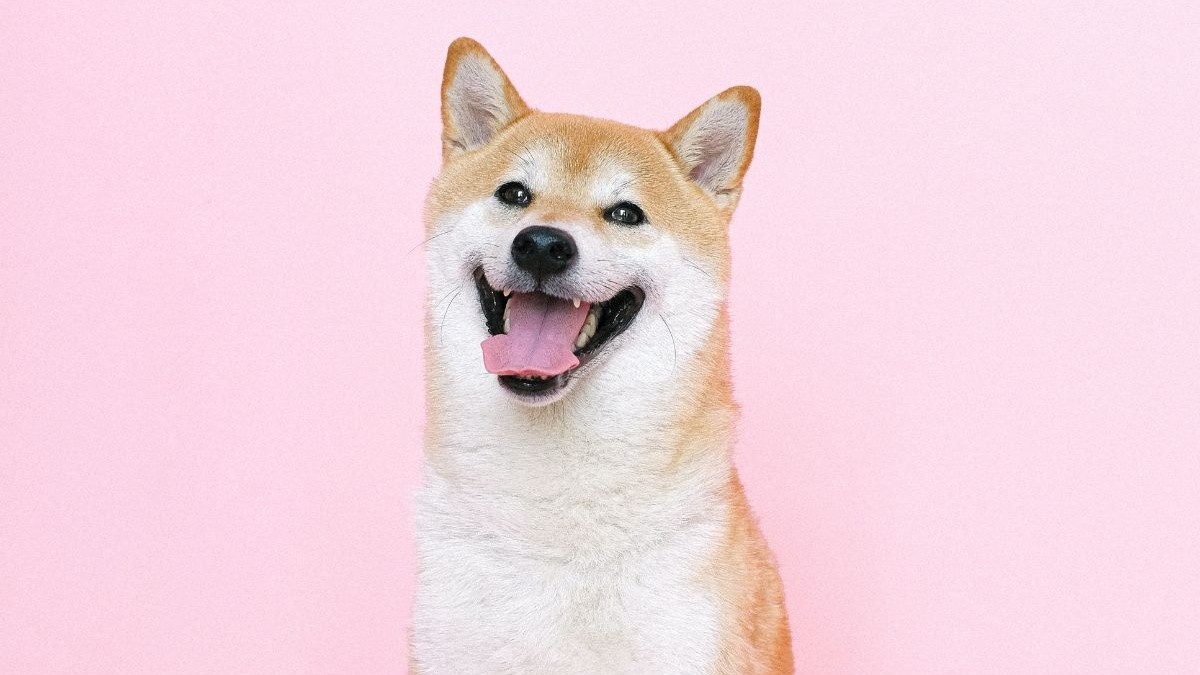 The most loyal dogs of all time: 9 breeds that will never betray you
