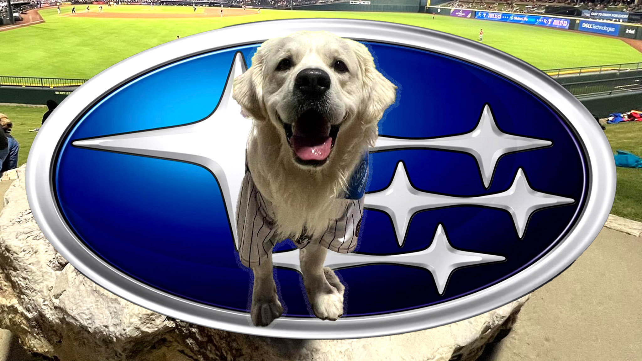 Subaru Dealer Accused Of Taking Beloved Dog From Fired Employee And The ...