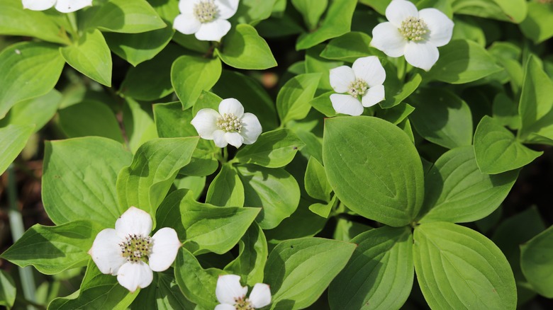 10 Beautiful Ground Cover Plants That Deer Won't Touch In Your Yard