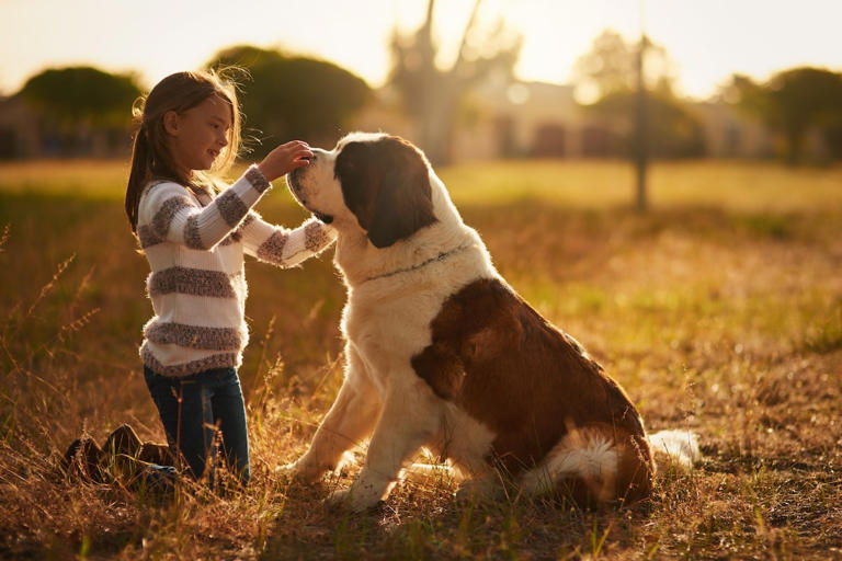 Saint Bernard Lets ‘His Baby’ Spoon-Feed Him Dinner With the Silliest ...