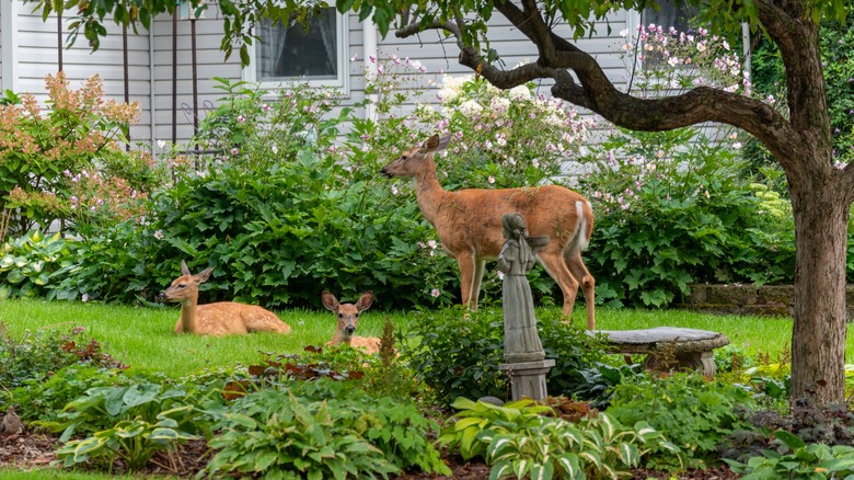 10 Beautiful Ground Cover Plants That Deer Won't Touch In Your Yard