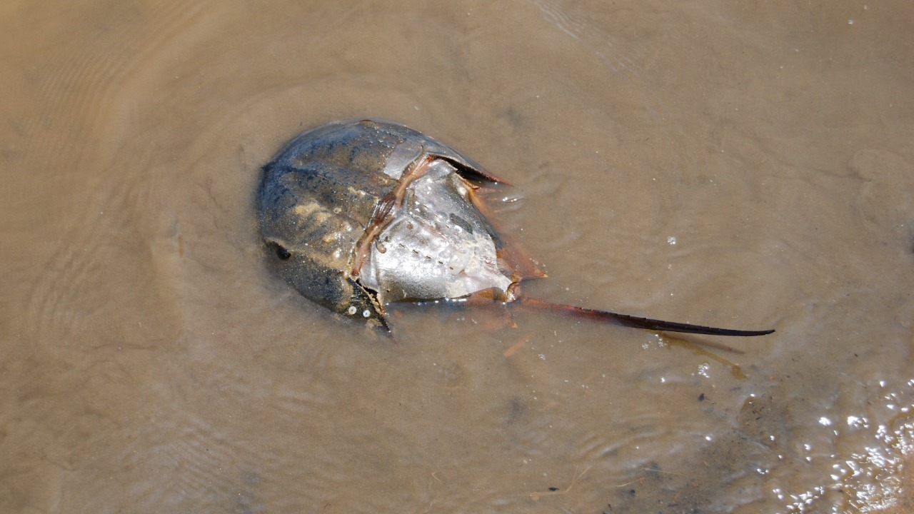 Ancient U.S. water creature faces faster extinction