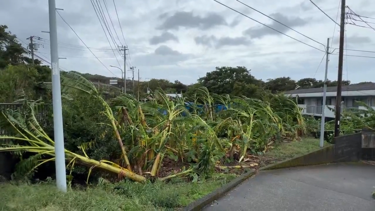 Aftermath of Typhoon No. 22 as strong winds topple trees in Miyakejima ...