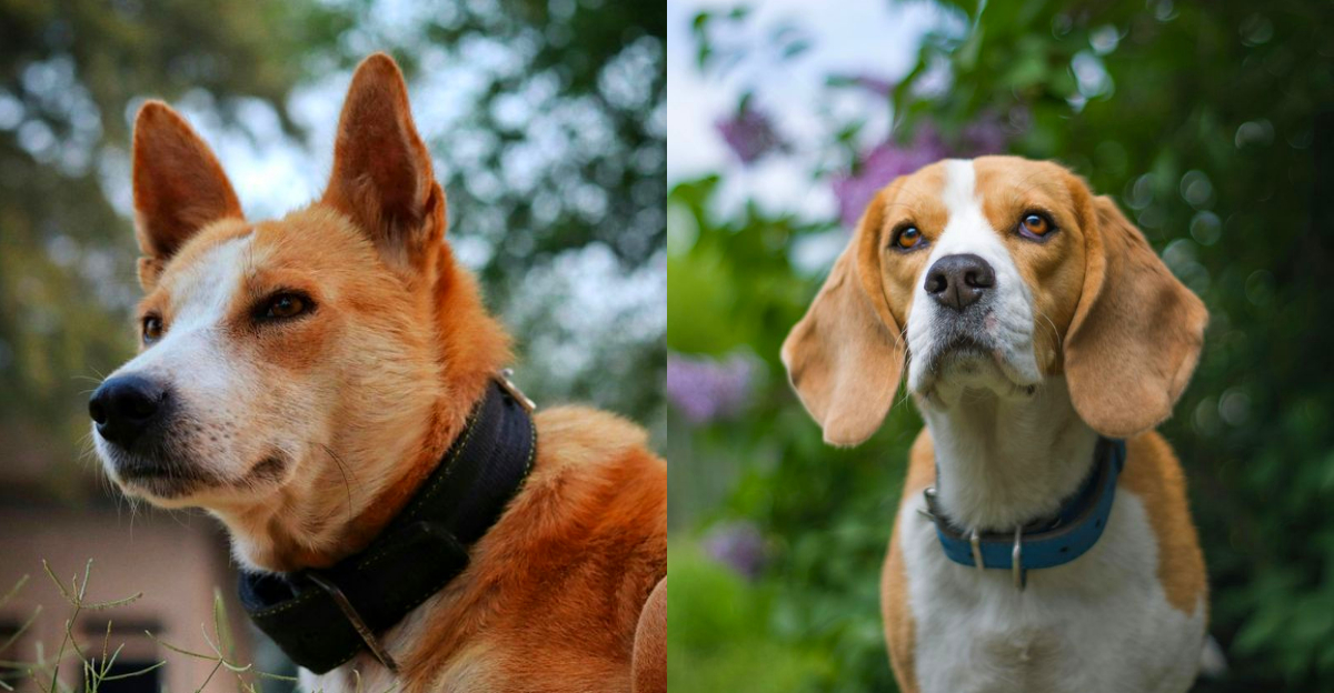 These 13 Dog Breeds Are The Worst According To Some Experts
