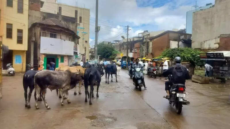HC notice to HP govt over rise in accidents caused by stray cattle; PIL ...