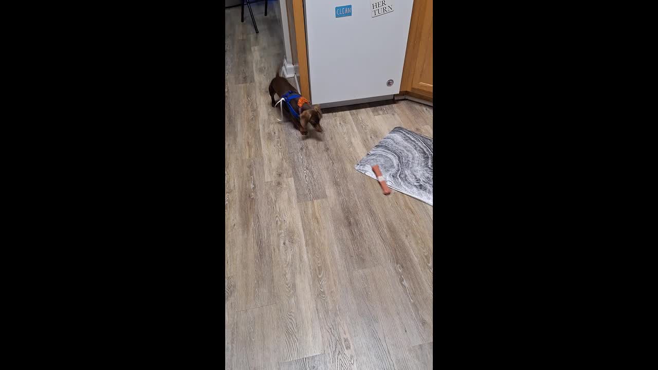 Dachshund chases own toy in viral clip—Yeet’s kitchen dash earns 16.2 ...