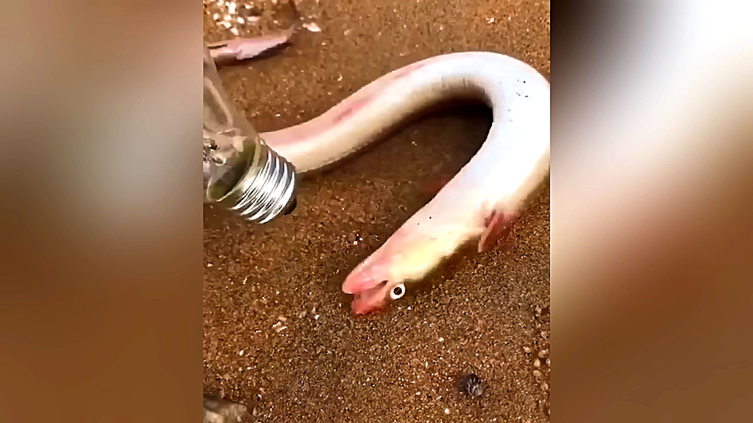 Een Zeeslang Krijgt een Massage met een Gloeilamp aan de Oever van een Meer