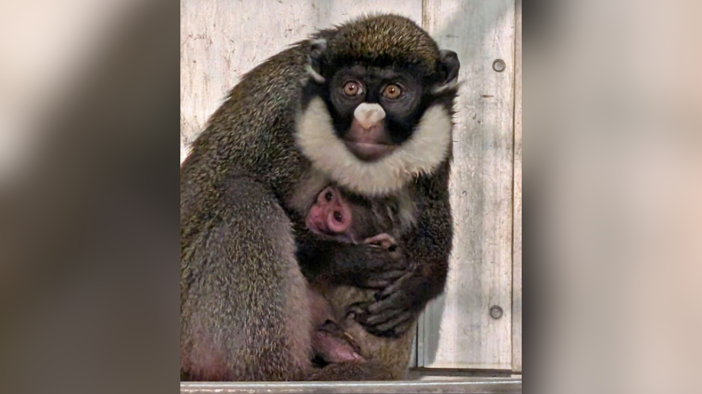Erie Zoo welcomes baby monkey