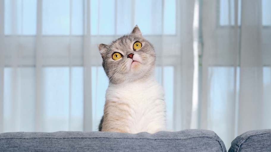 7 Superstitions About Cats From Around the World