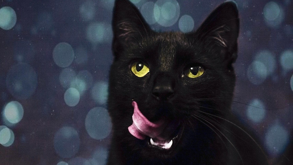 A cat's last act of love: what they do before they die