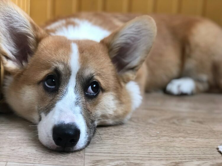 15 Signs Your Dog Is Miserable in Your Home