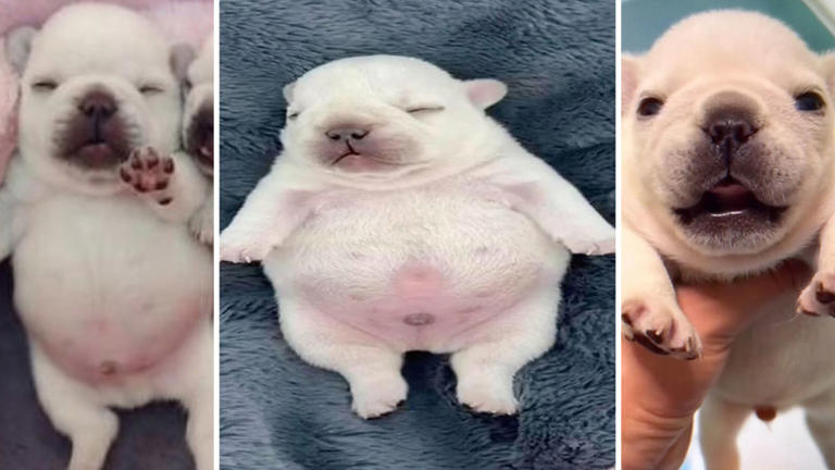 What's A 'Pibble?' The Memes About French Bulldog Puppies Explained