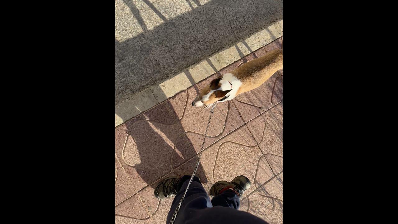 Dog's Shadow Looks Like a Donkey