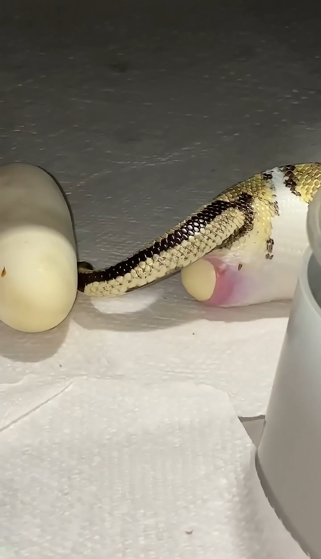AMAZING FOOTAGE! Our snake is laying eggs right now!