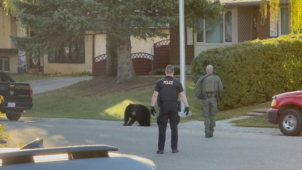 Bear spotted in southwest Calgary to be relocated