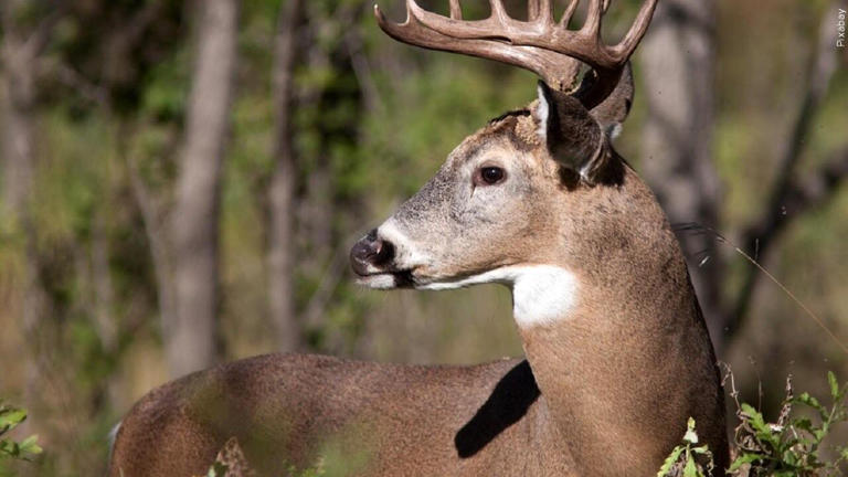 Missouri Department of Conservation sets dates for 2026-2027 deer ...
