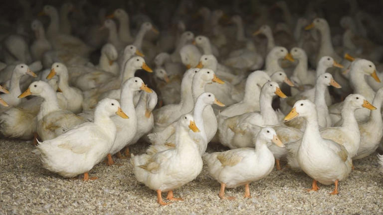 2nd commercial duck farm in northern Indiana hit with bird flu