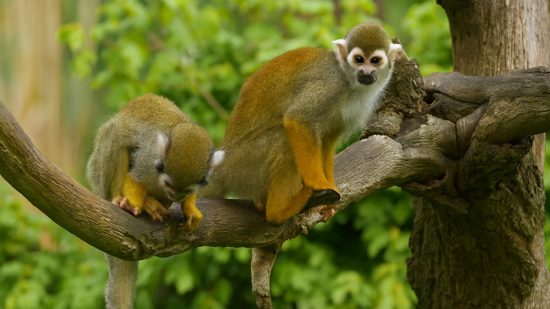 Wildlife Encounters in the Wilderness