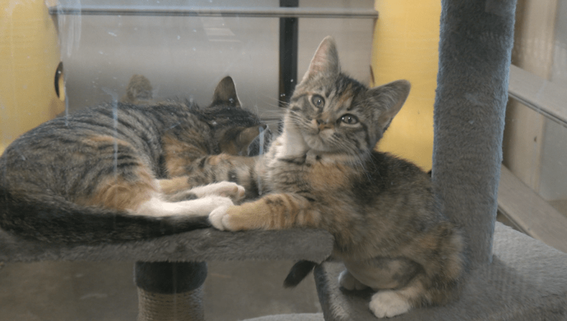 Bay County Animal Control’s adopt a boo special