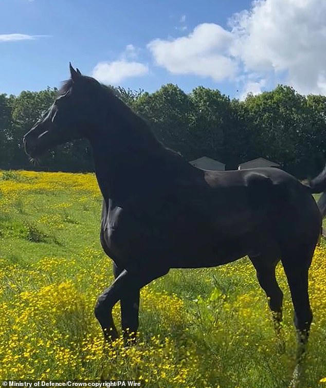 Runaway military horse that rampaged through London after being ...