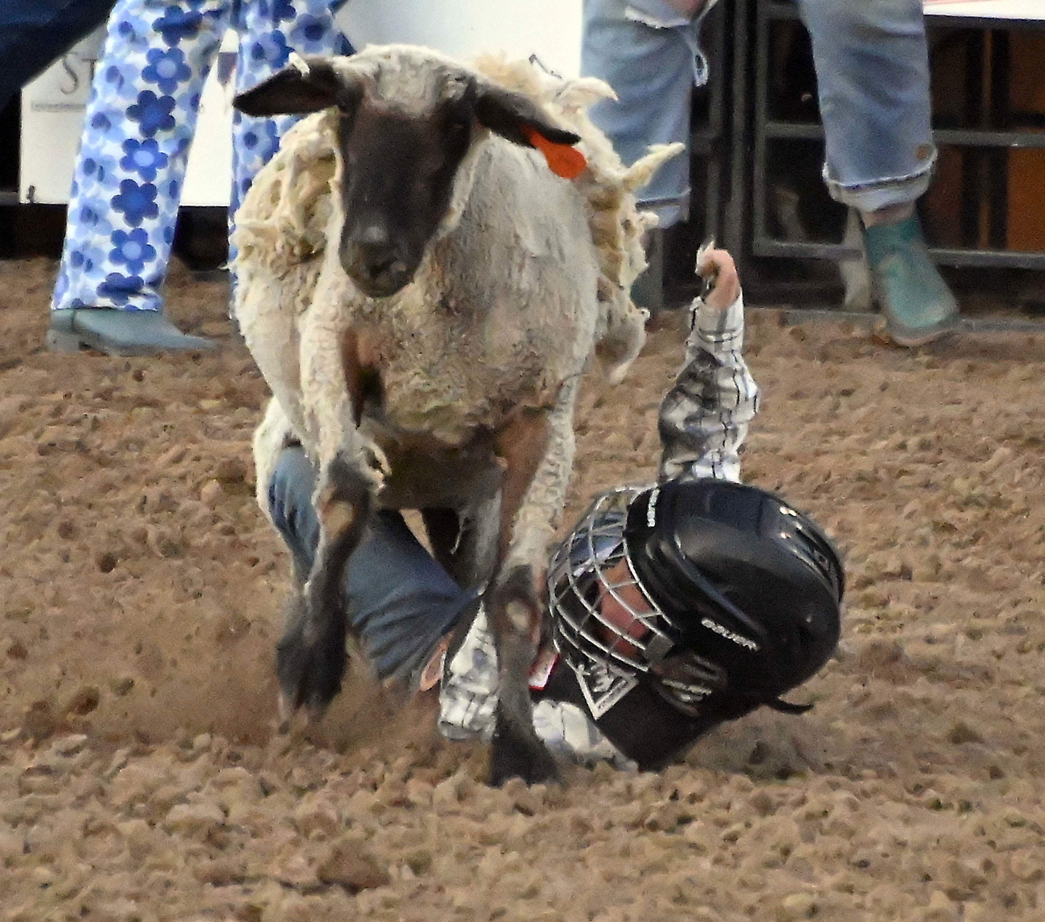 Mutton bustin' registration at the Reno Rodeo opens Sunday