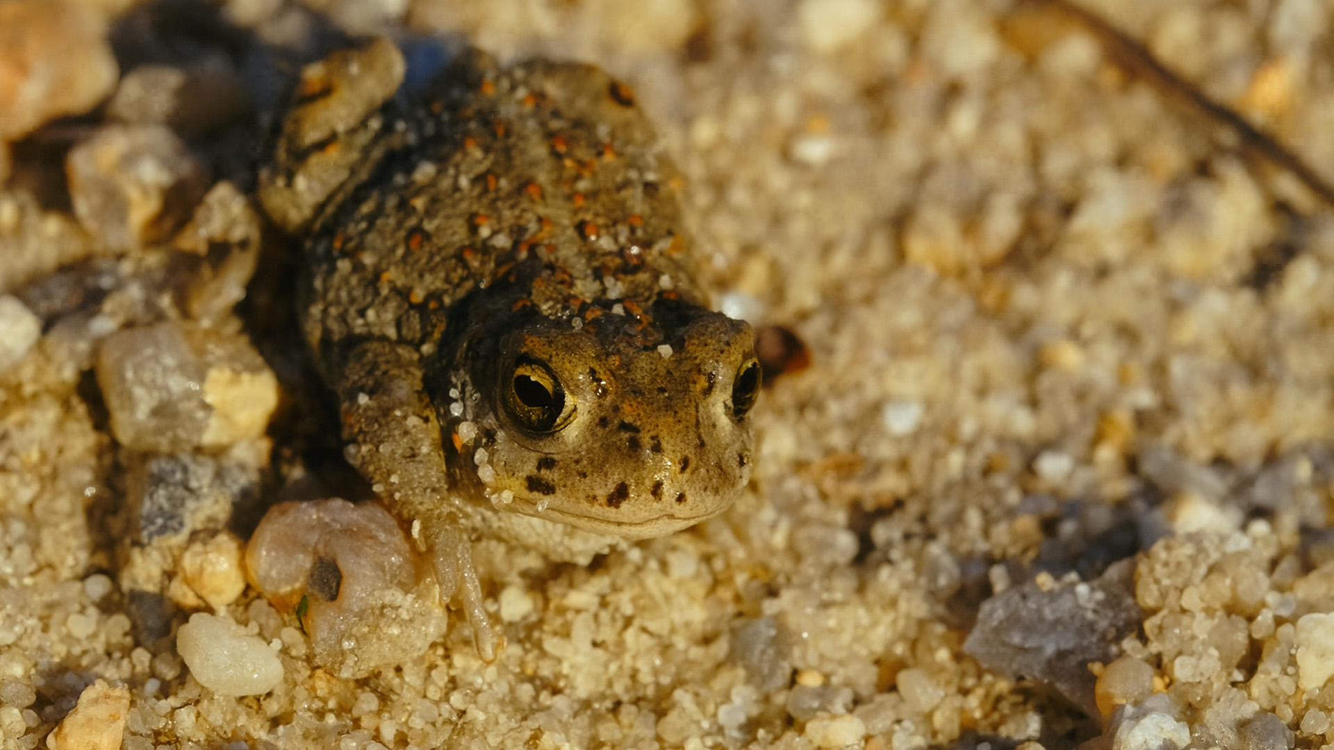 Running Toad Moving Across Sandy Terrain