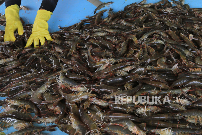 Percepat ekspor udang, KKP tambah scanner radioaktif baru