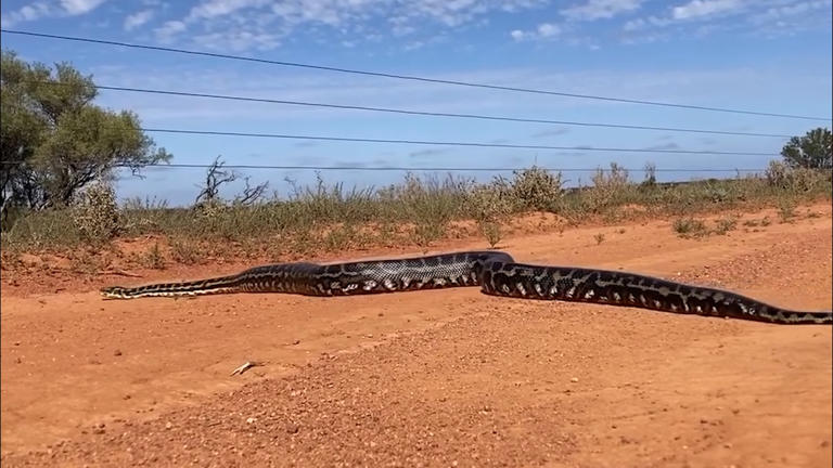 Rare sighting of huge python in South Australian national park