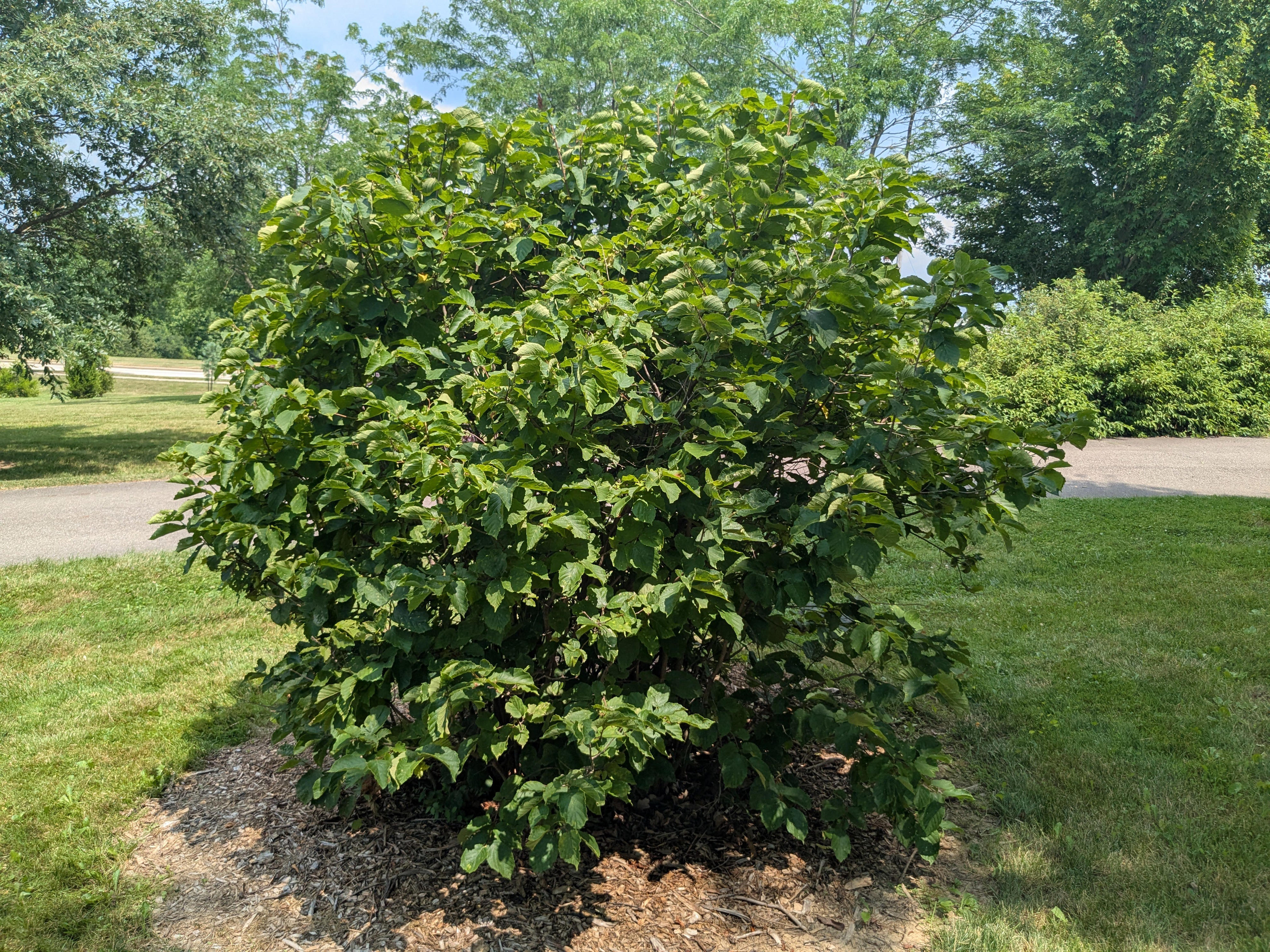 Winnebago County tree sale offers evergreens, shade trees, shrubs