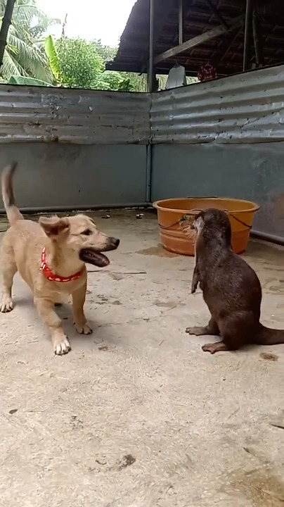 Rescued Dog and Otter Playfully Wrestle Each Other