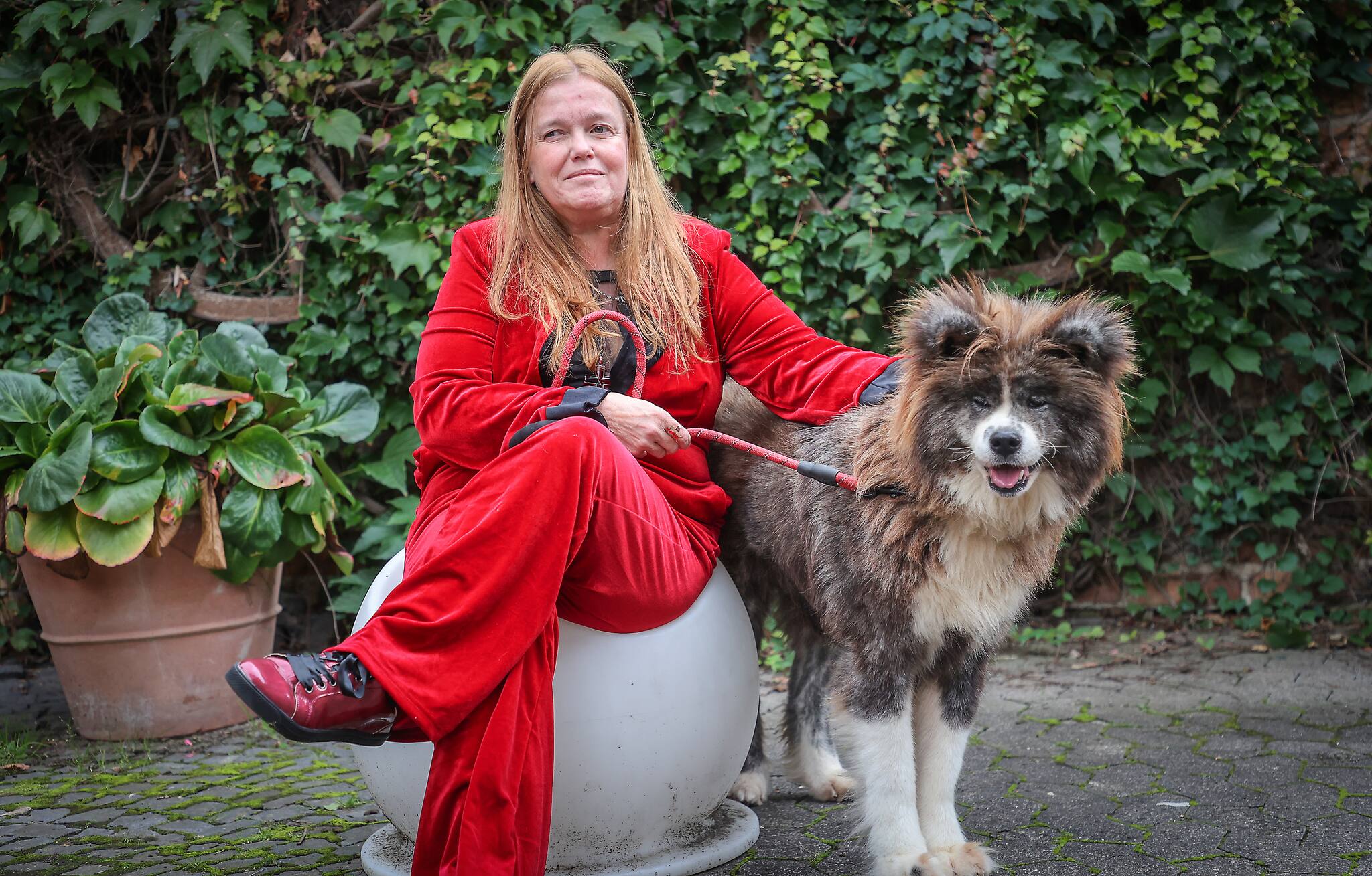 Nach Zwischenstopp im Tierheim: Akita-Hündin Suri ist wieder zu Hause