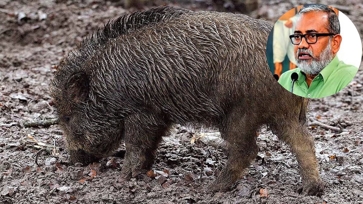 Kerala minister suggests eating wild boar meat to tackle crop damage