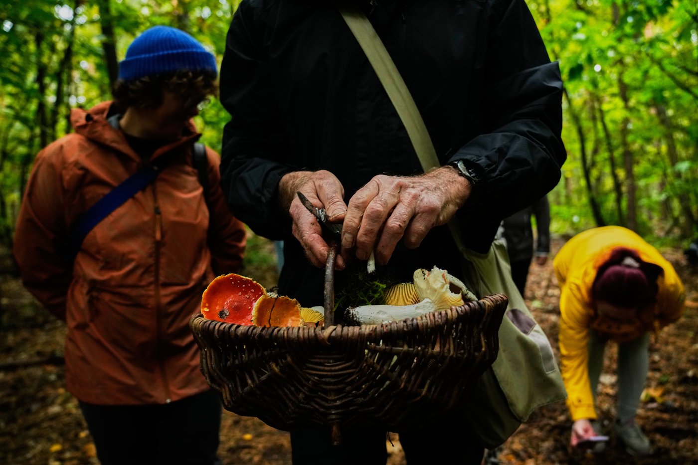 Mushroom hunting in Germany sees a revival thanks to veganism and ...