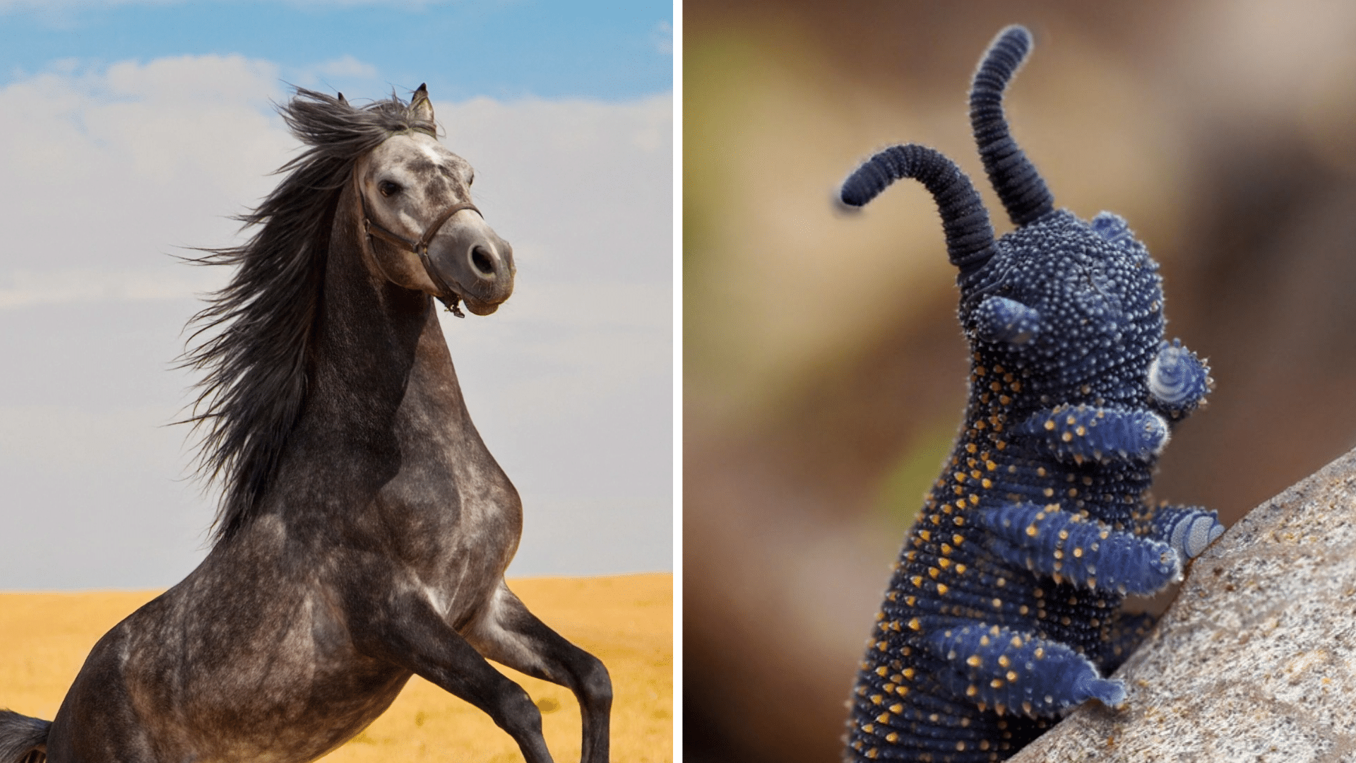 20 Species Tough Enough to Survive Extinction