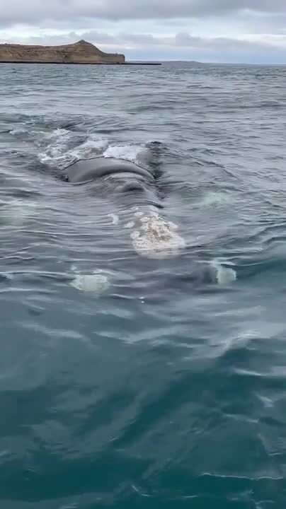 Beautiful Whale Approaches Boat