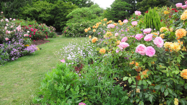 Romanticize Your Garden With The Latest Rose Trend That Will Be ...