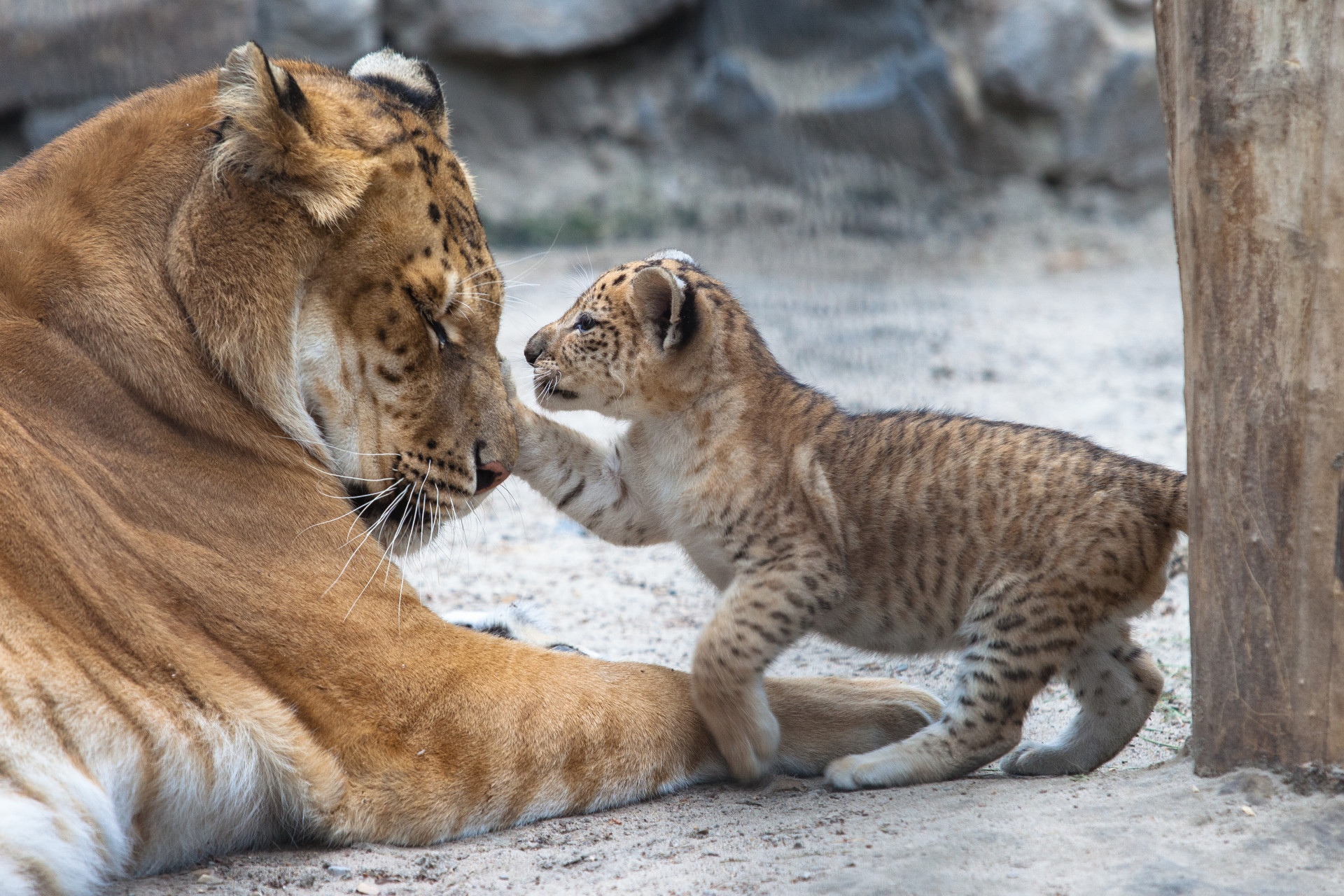 Ces hybridations animales sont surprenantes