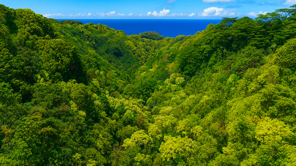 Tropical Rainforest and Ocean View