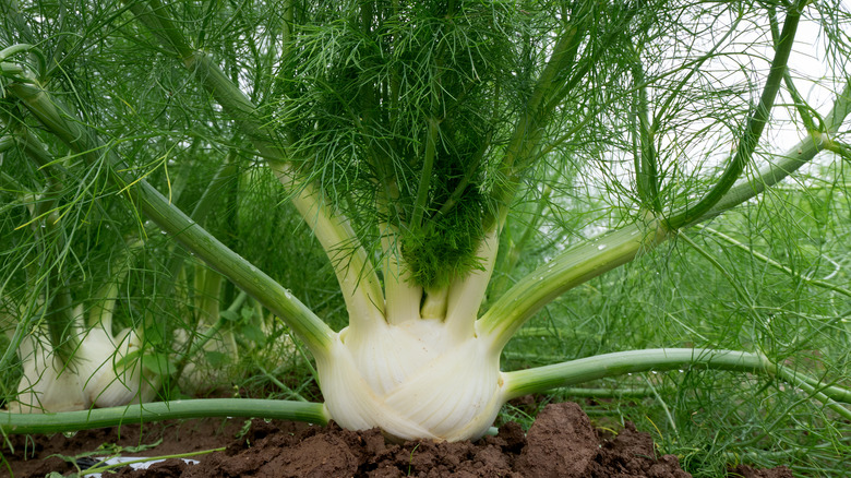 Which Parts Of A Fennel Plant Can You Eat Raw?