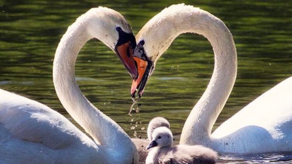 15 Lifelong Loves In The Animal Kingdom