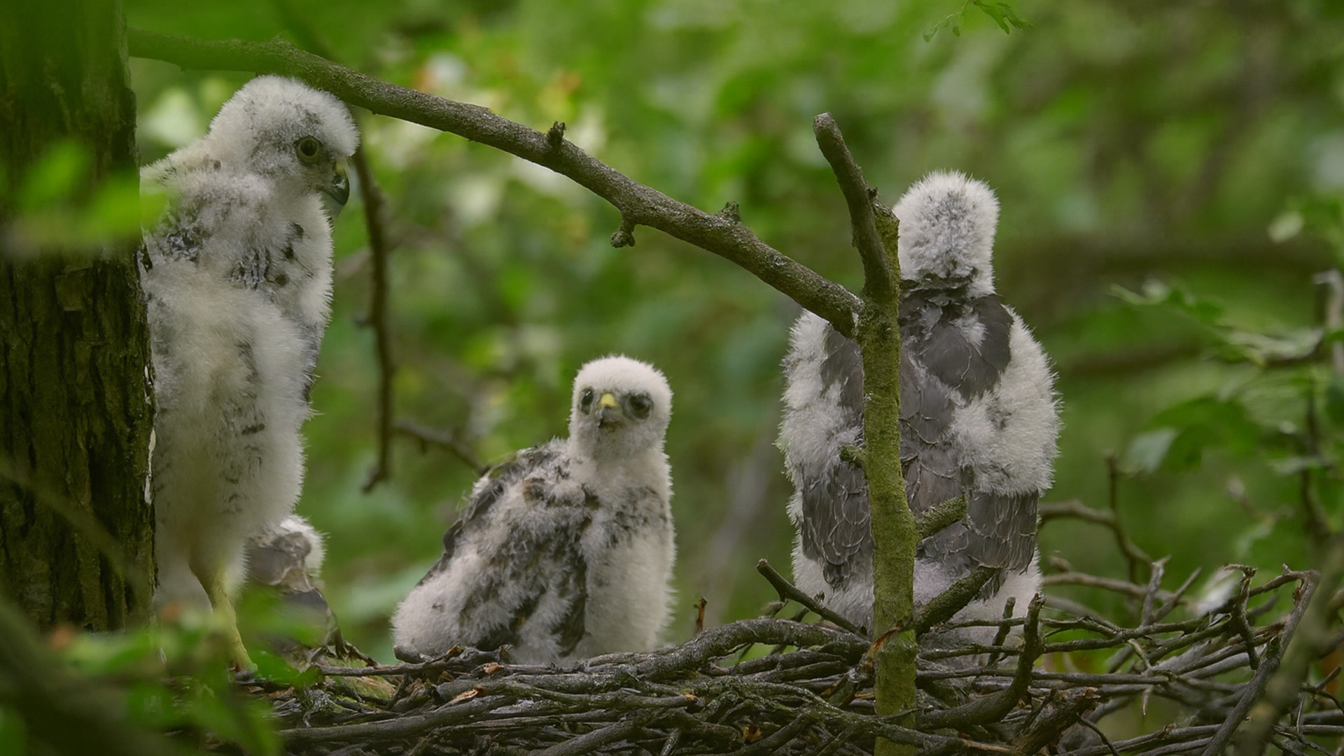 Sperwer en jonge mus in hun nest