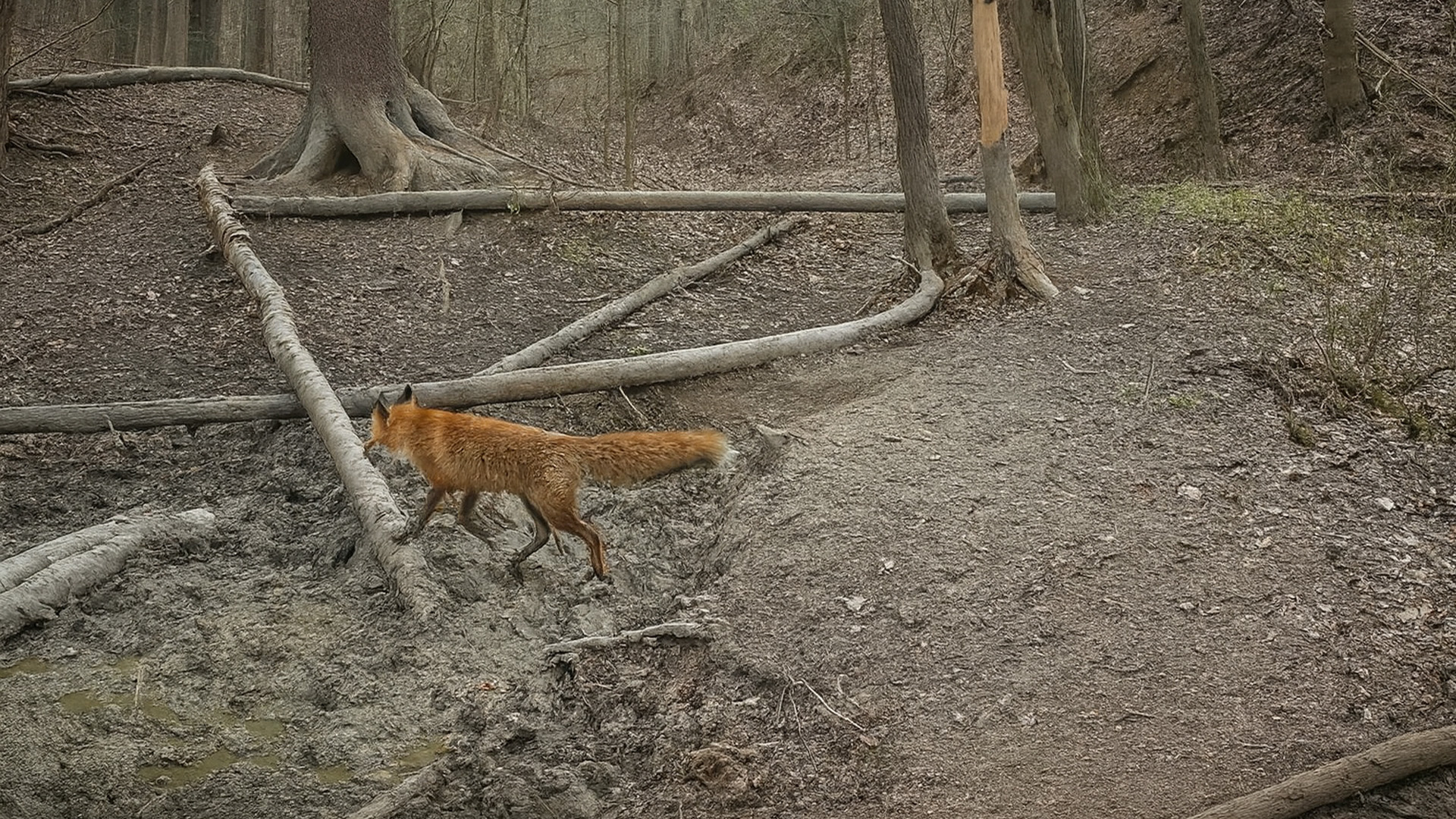 Camera aan de rivier onthult het leven in het wild