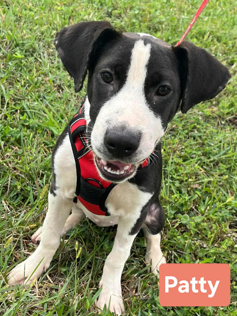 Take your pick from these dogs and cats from the Jacksonville area ...