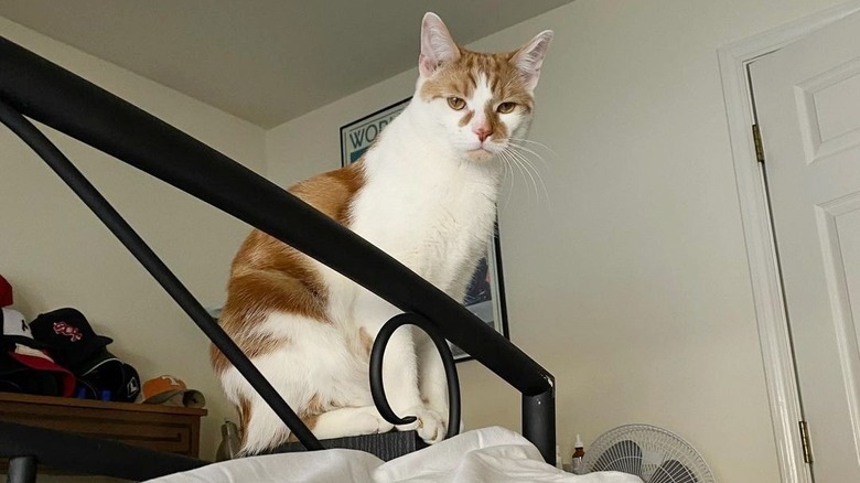 Creepy moments every cat owner knows