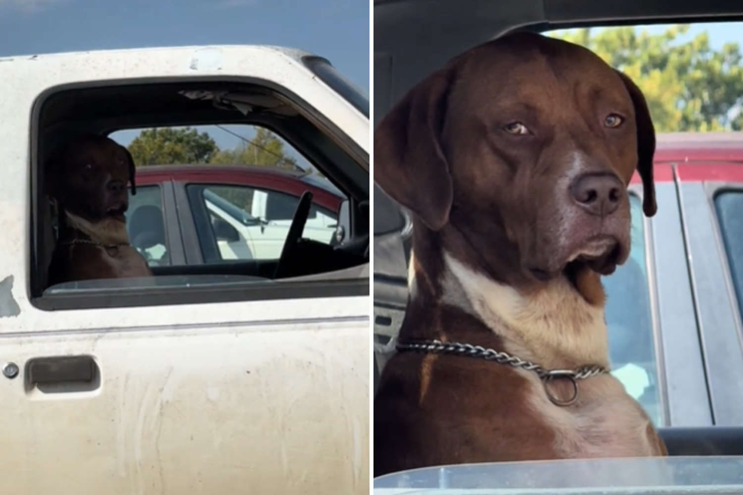 Dog filmed in car gives side-eye—viewers can't handle how human she looks