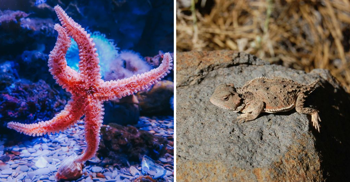 10 Animals That Can Change Their Body Shape