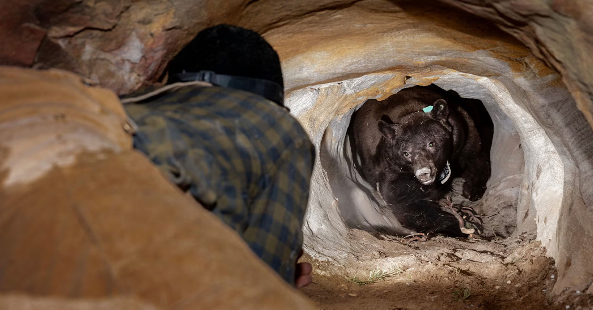 Cozy Photos Inside Animal Caves and Dwellings